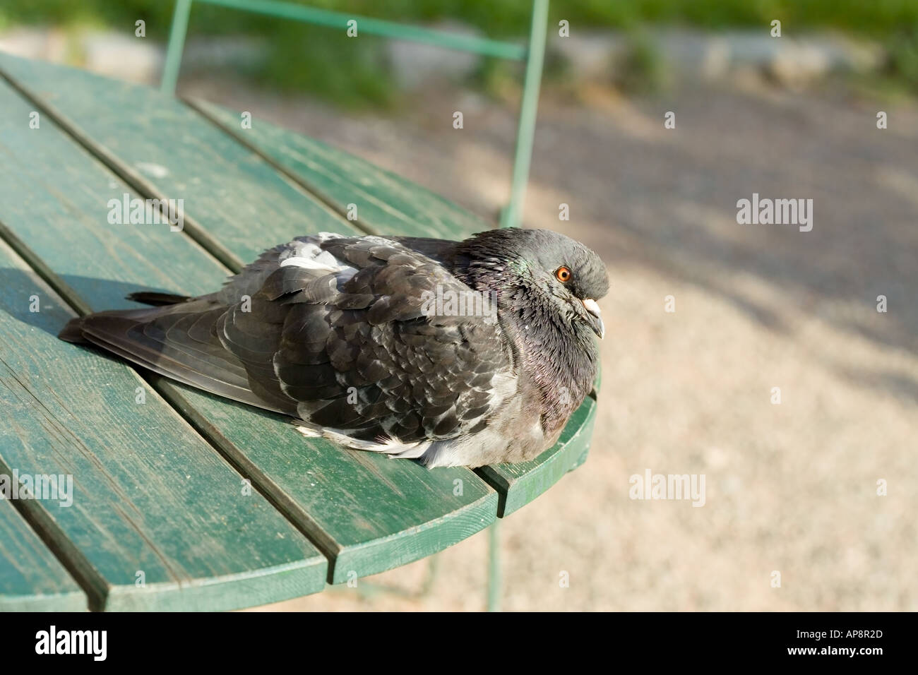 Pigeon sitting hi-res stock photography and images - Alamy