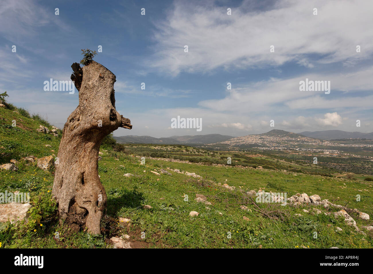 Israel the Lower Galilee The trunk of a Mastic Tree Pistacia Lentiscus ...