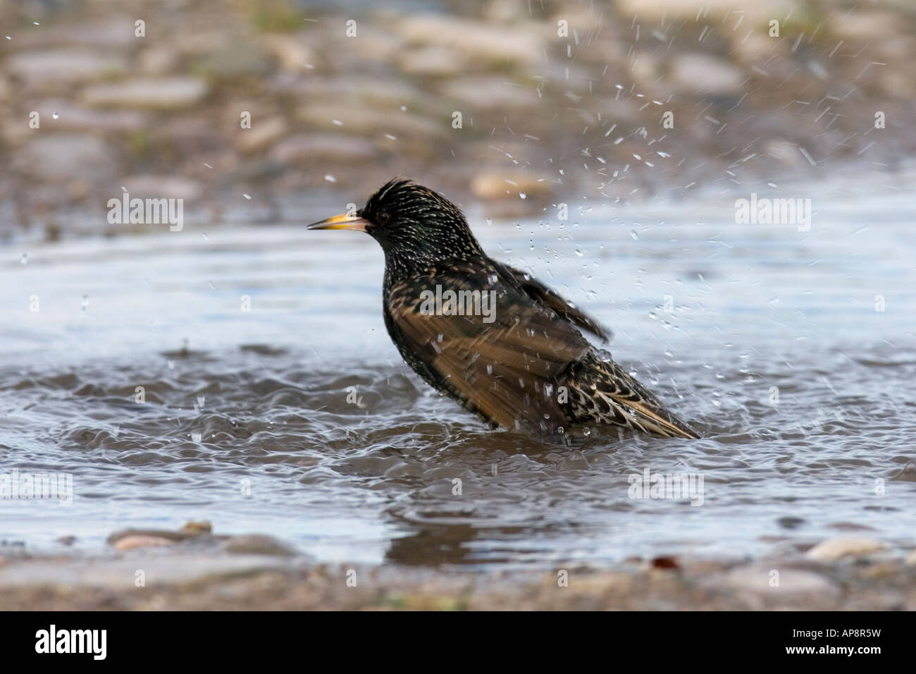 STARLING STERNUS VULGARIS BATHING IN PUDDLE Stock Photo - Alamy