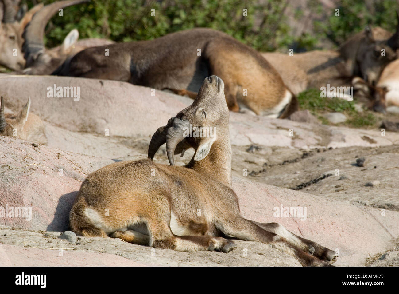 Capra ibex hi-res stock photography and images - Alamy