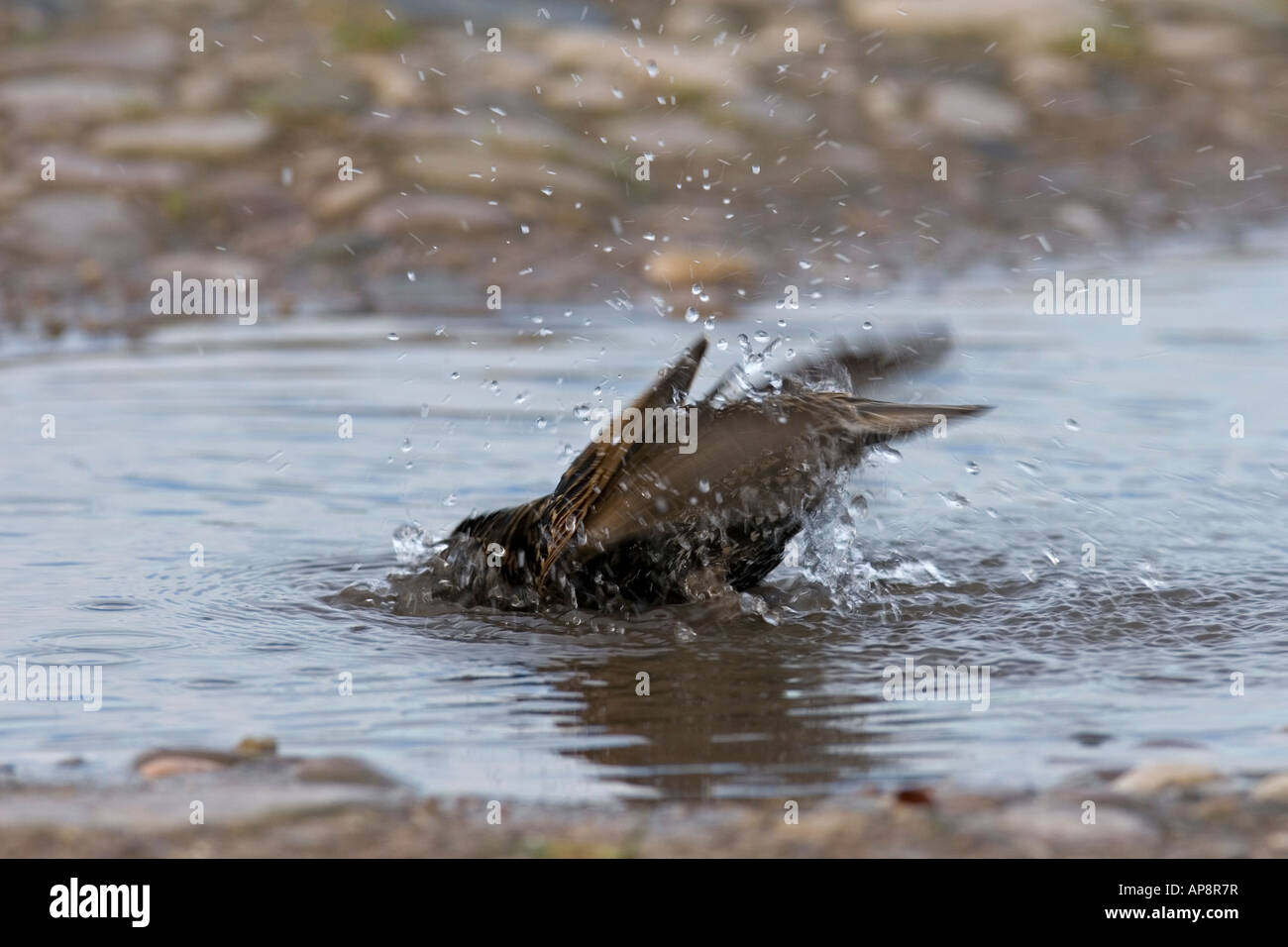 STARLING STERNUS VULGARIS BATHING IN PUDDLE Stock Photo - Alamy