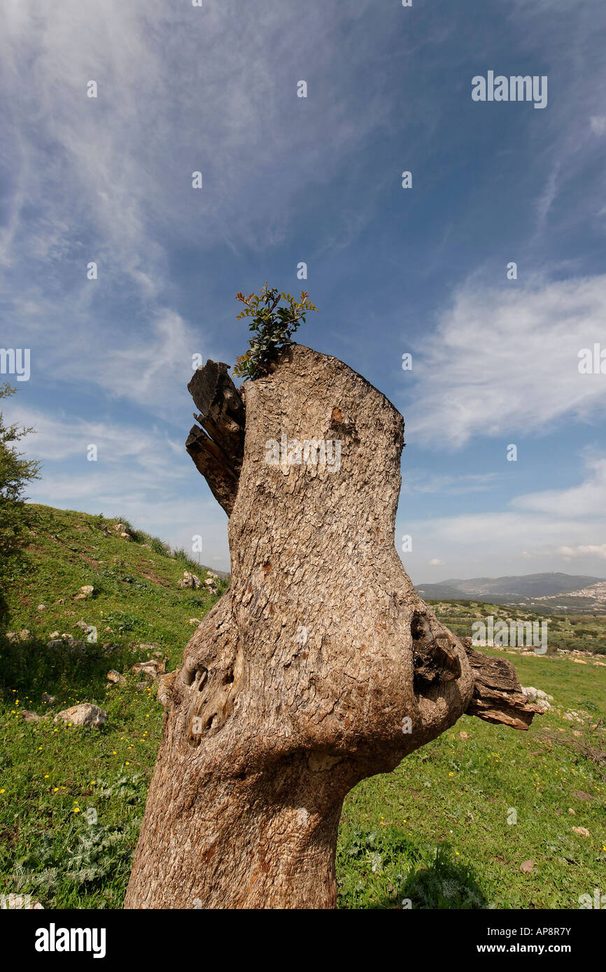 Israel the Lower Galilee The trunk of a Mastic Tree Pistacia Lentiscus ...
