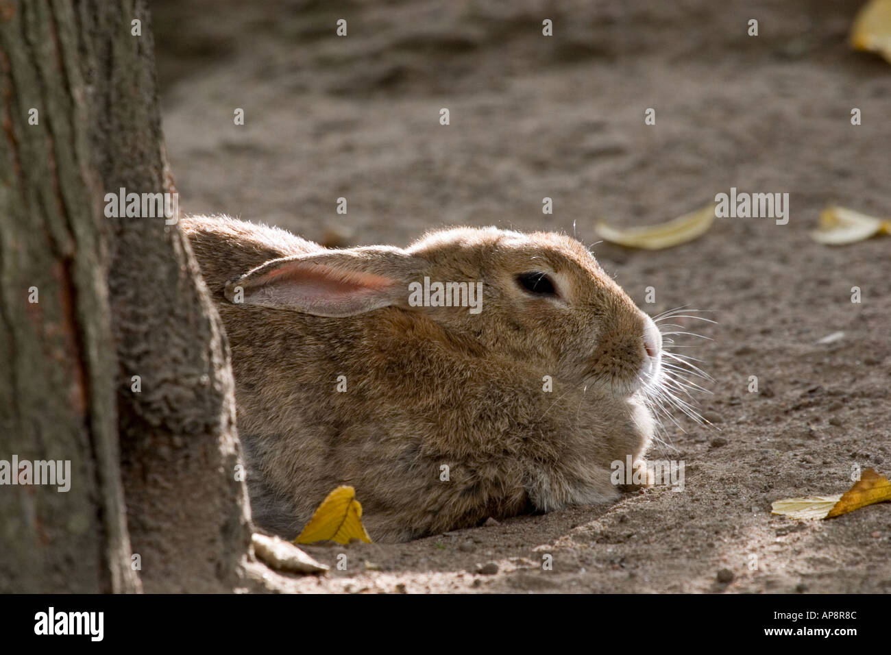 Brown bunny hi-res stock photography and images - Alamy