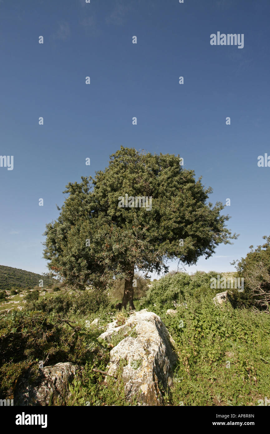 Israel lower galilee mastic tree hi-res stock photography and images ...