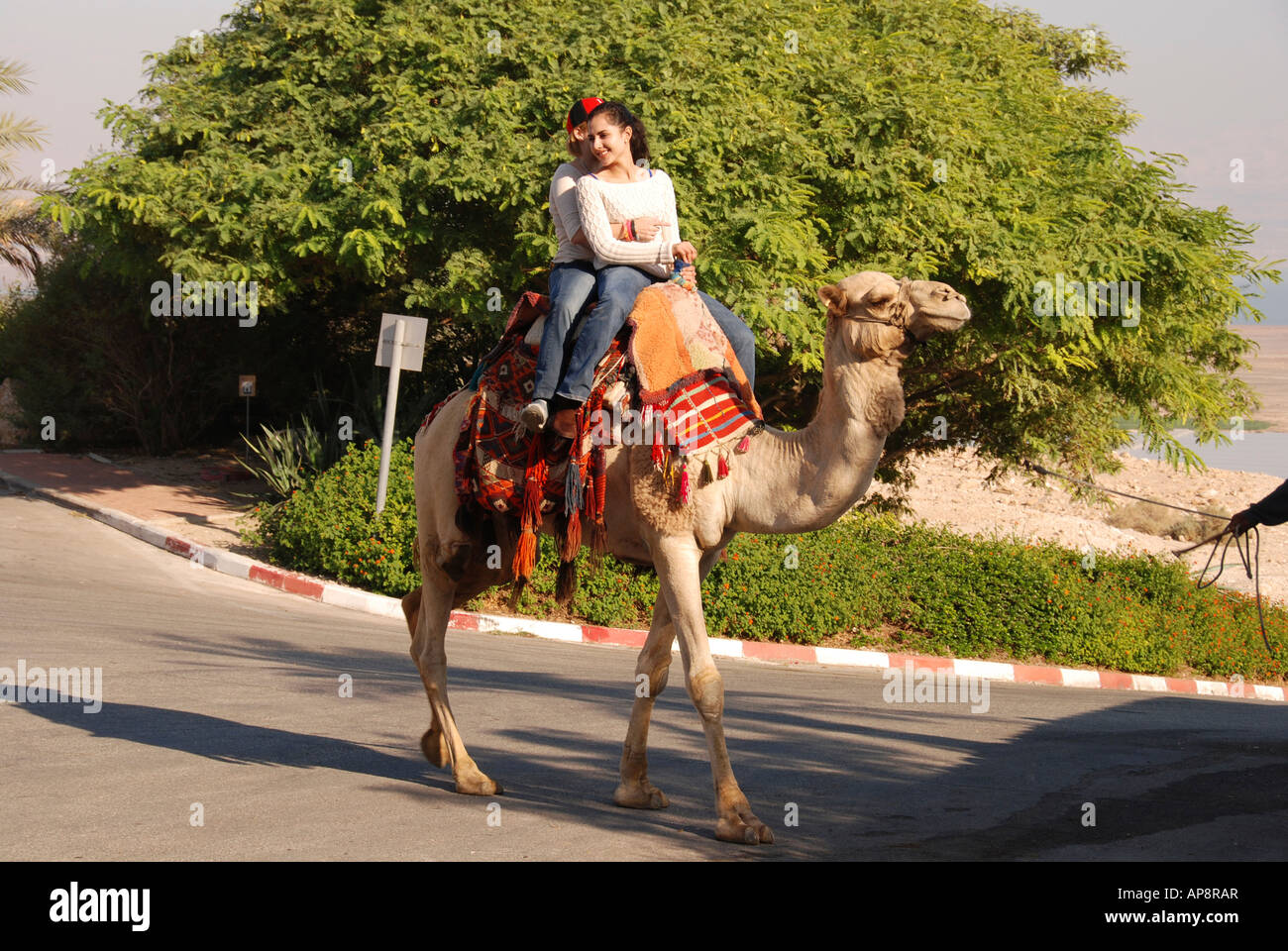 Camel riding israel hi-res stock photography and images - Alamy