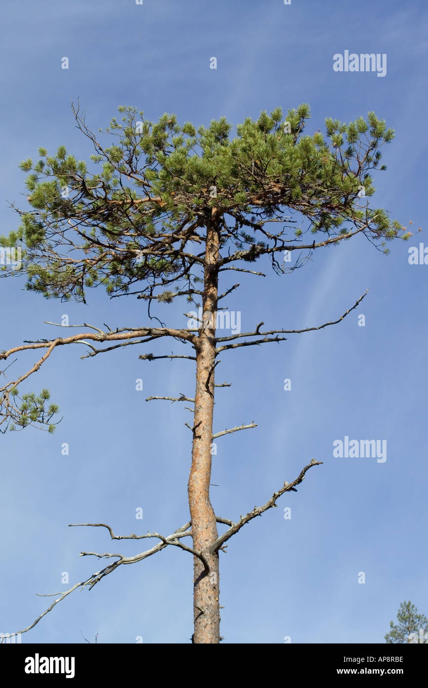 Flat topped tree hi-res stock photography and images - Alamy