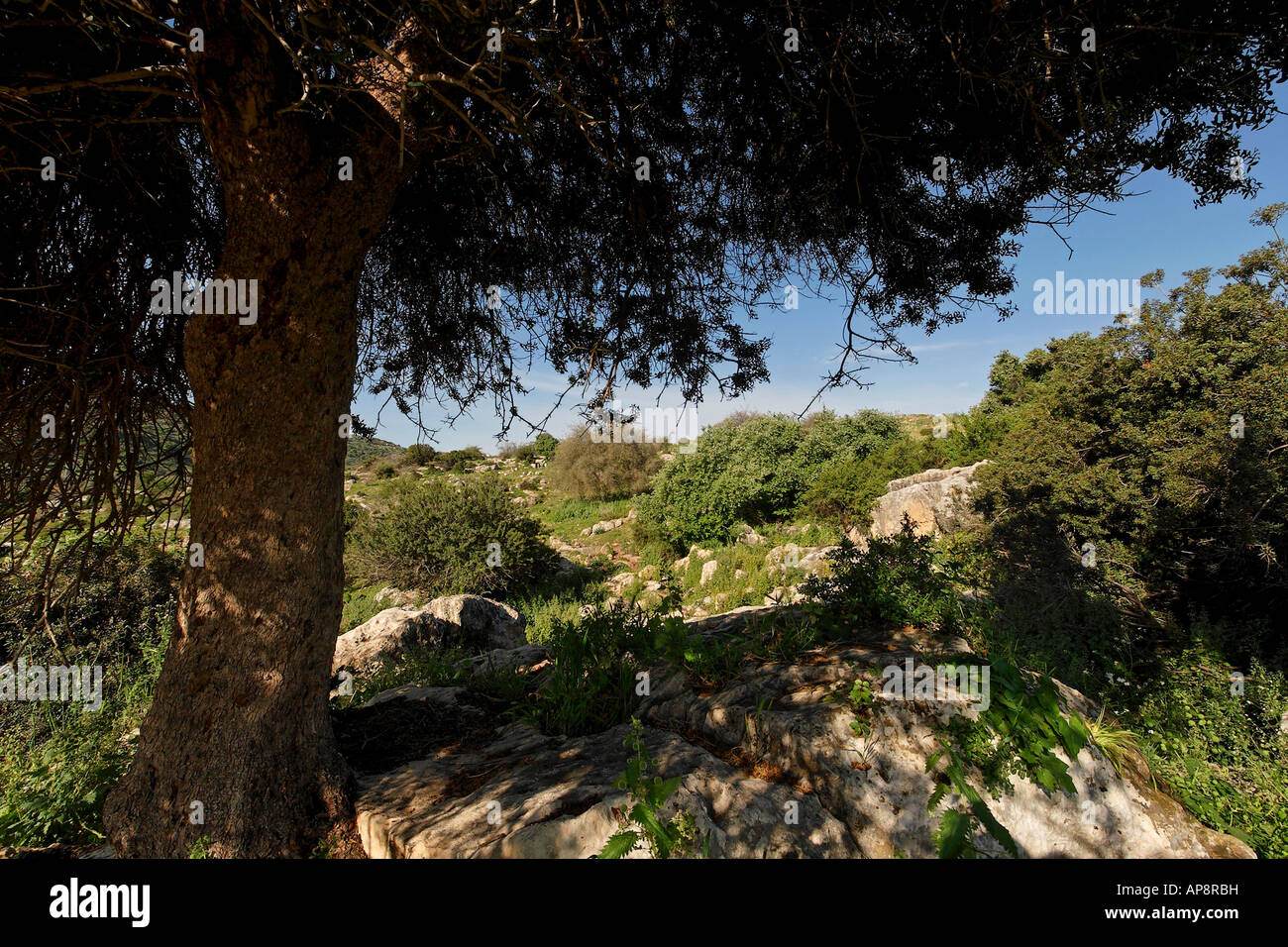 Israel the Lower Galilee Mastic Tree Pistacia Lentiscus in Hurbat ...
