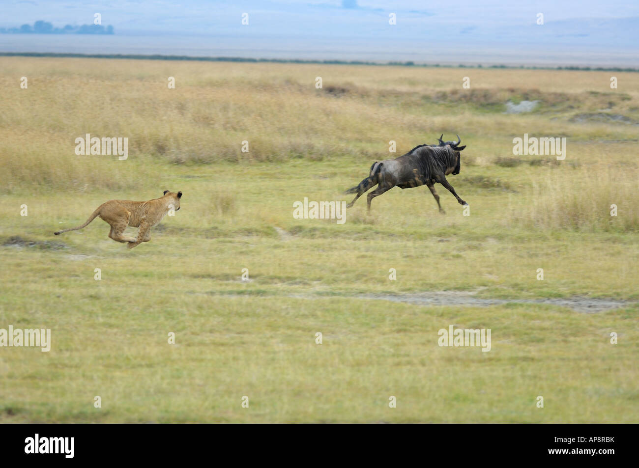 Lion chasing a wildebeest, Ngorongoro Crater, Tanzania Stock Photo - Alamy