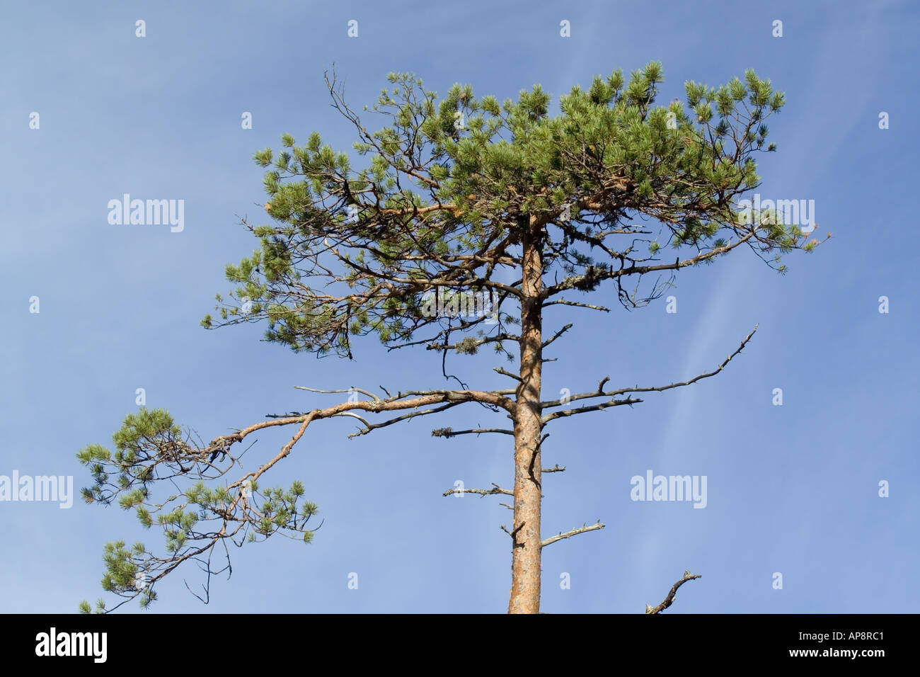 flat topped pine Stock Photo - Alamy