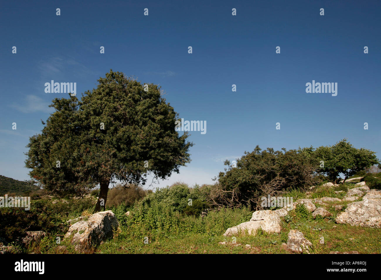 Israel the Lower Galilee Mastic Tree Pistacia Lentiscus in Hurbat ...