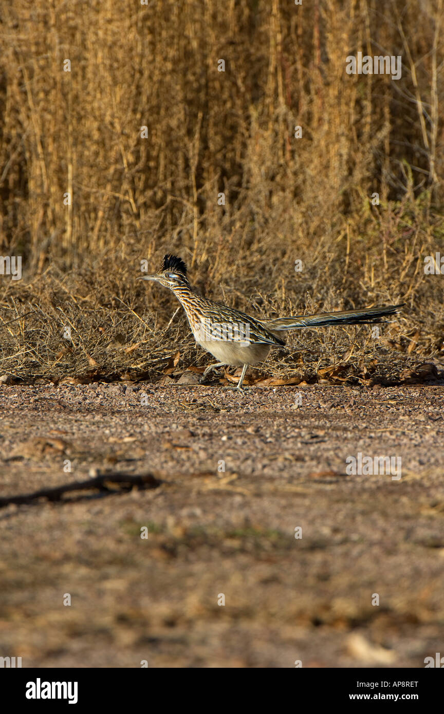 A Road Runner runs beside a dirt road Stock Photo - Alamy