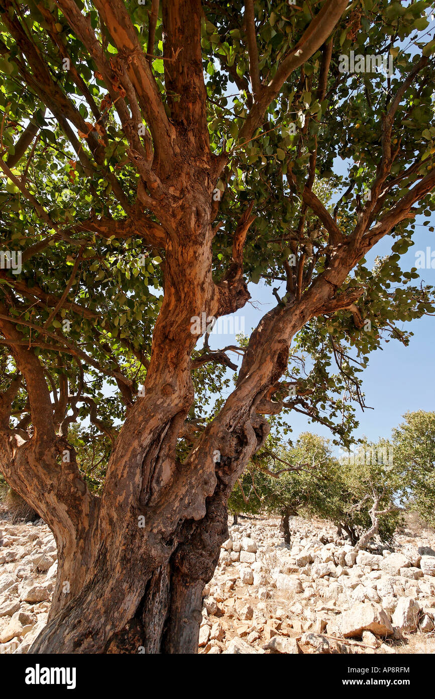 Israel the Lower Galilee Styrax tree Styrax Officinalis in Yodfat Stock ...