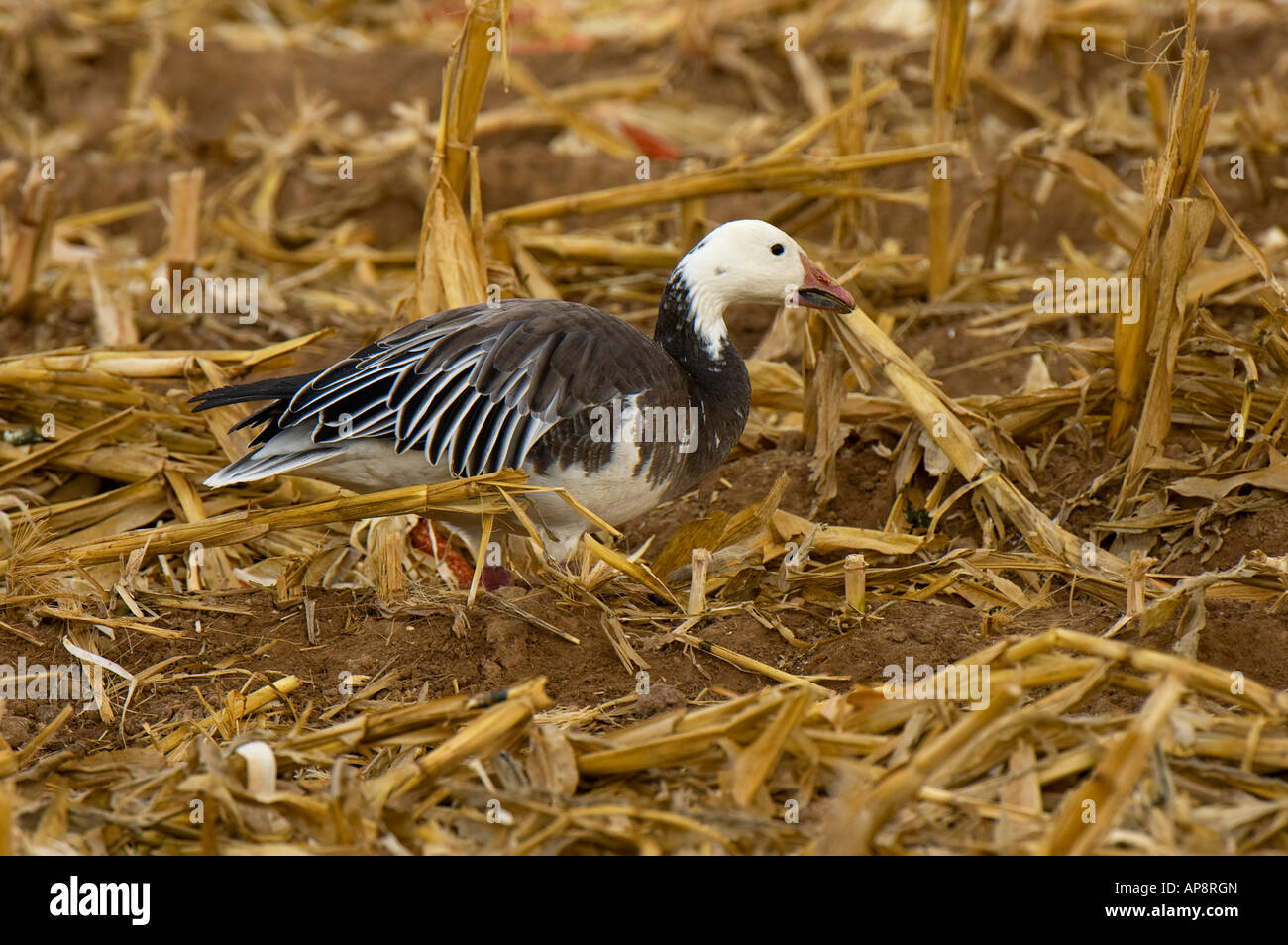 Blue goose hi-res stock photography and images - Alamy