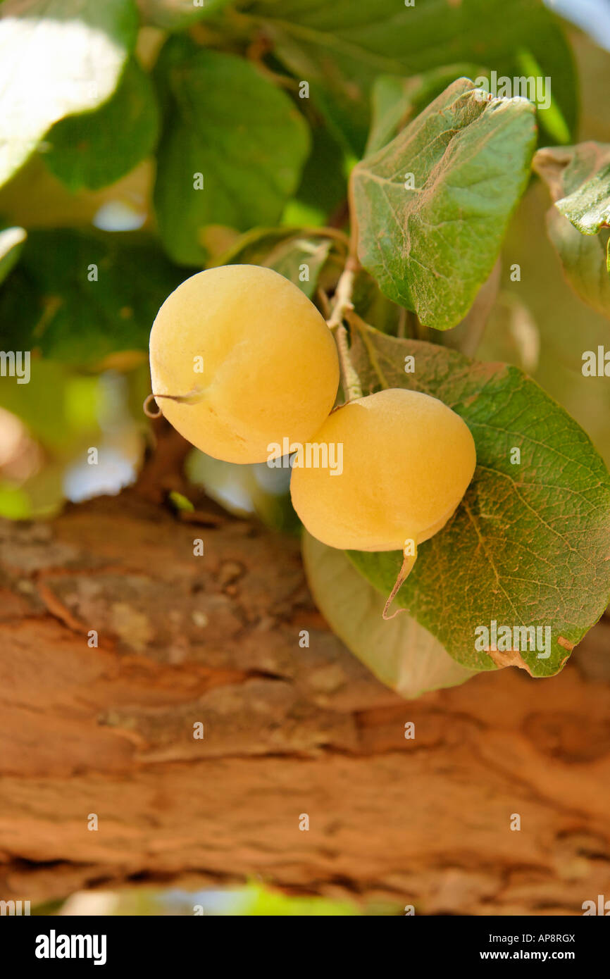 Israel the Lower Galilee The fruit of a Styrax tree Styrax Officinalis ...