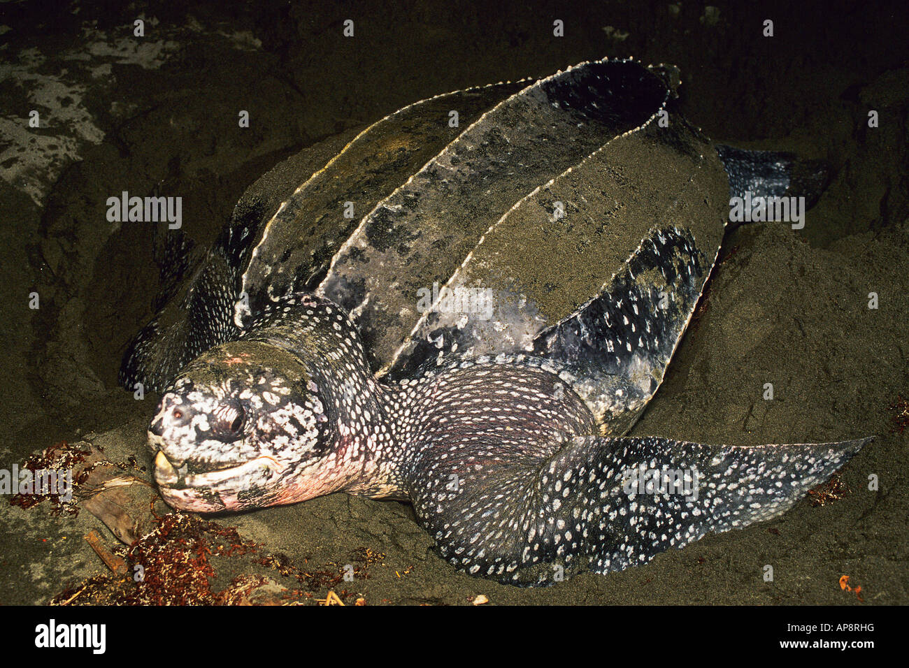 Female Leatherback Turtle ( Dermochelys coriacea ) laying eggs on beach ...