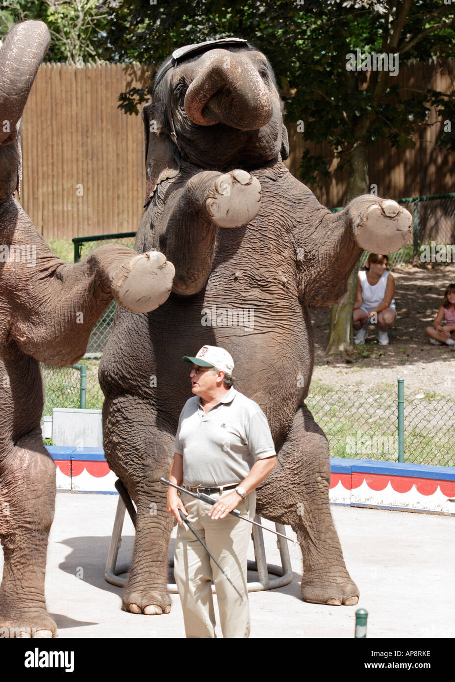 Elephant trainer with elephant Stock Photo - Alamy