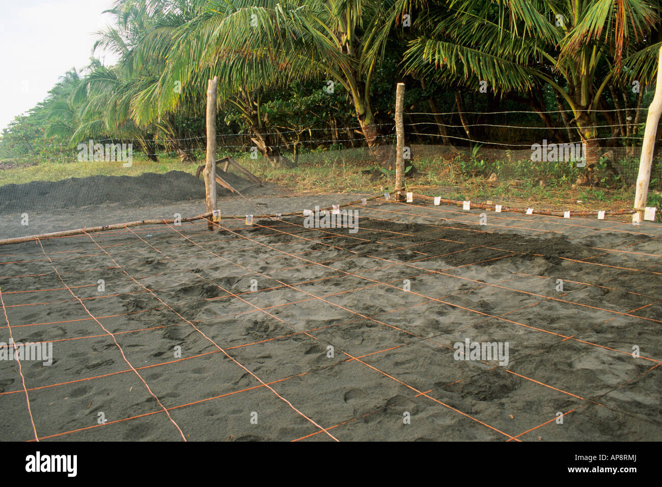 Sea turtle conservation area ( protected egg area on beach ) north of ...