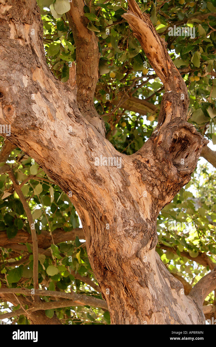 Styrax officinalis hi-res stock photography and images - Alamy