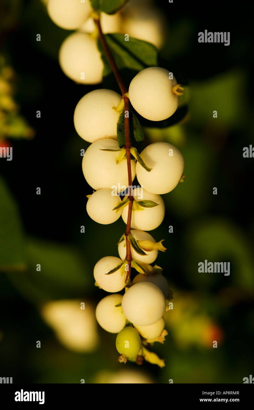 Creamy-white berries hang from a bush in Washington State, USA at ...