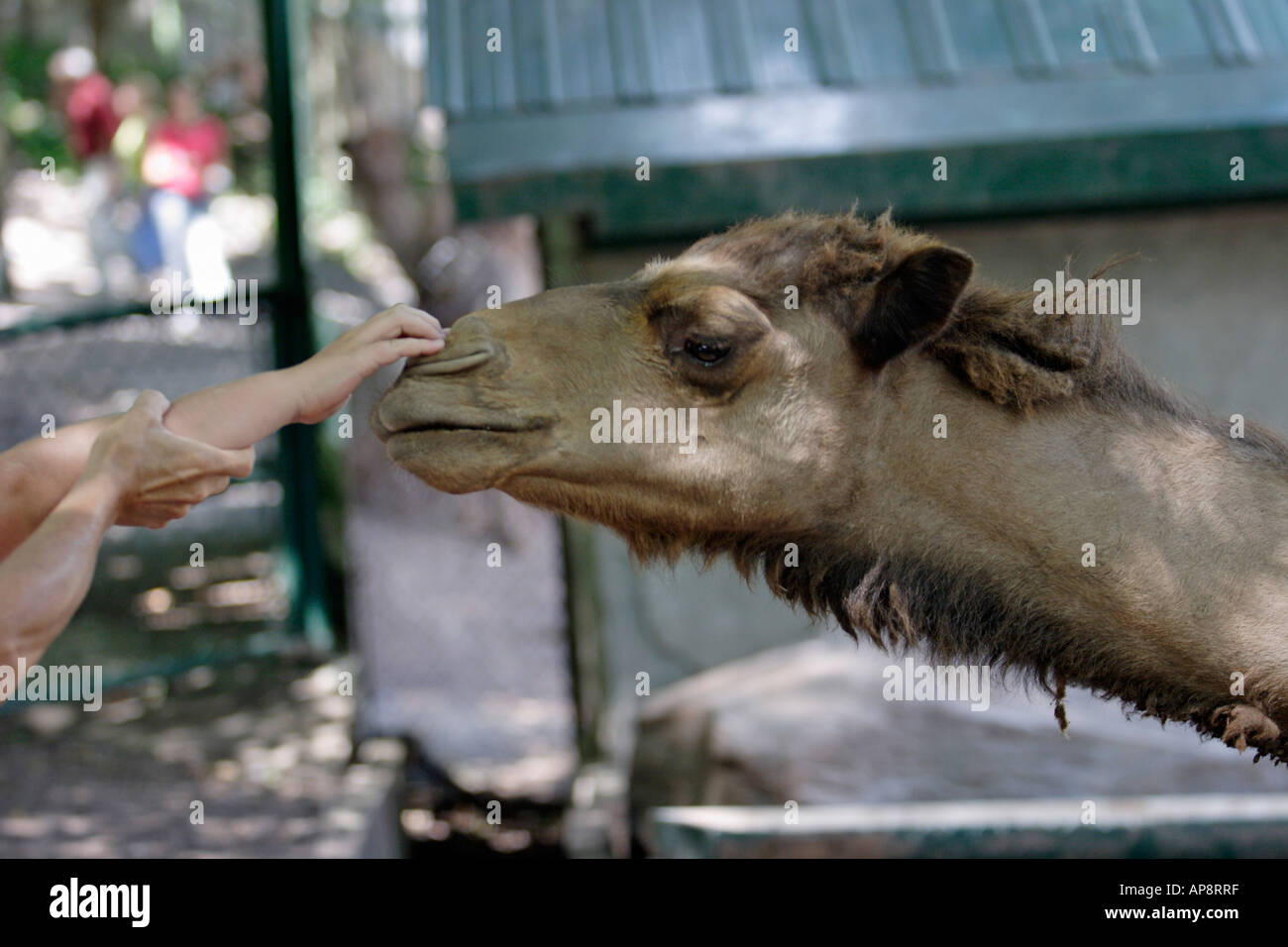 Childs hand petting a camel Stock Photo - Alamy