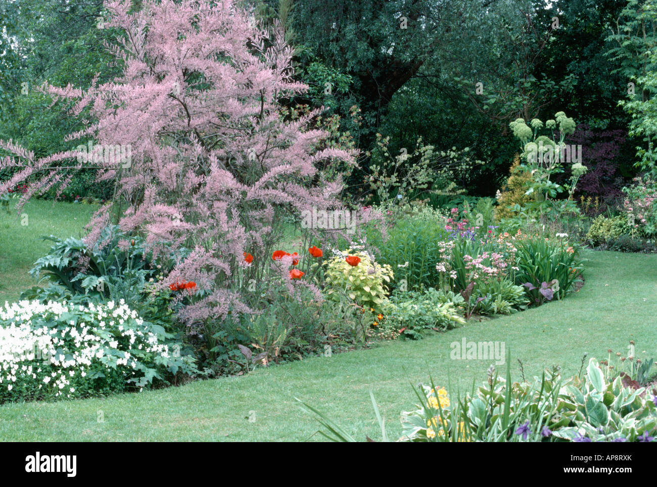 Pink tamarisk tree in spring border in country garden Stock Photo - Alamy