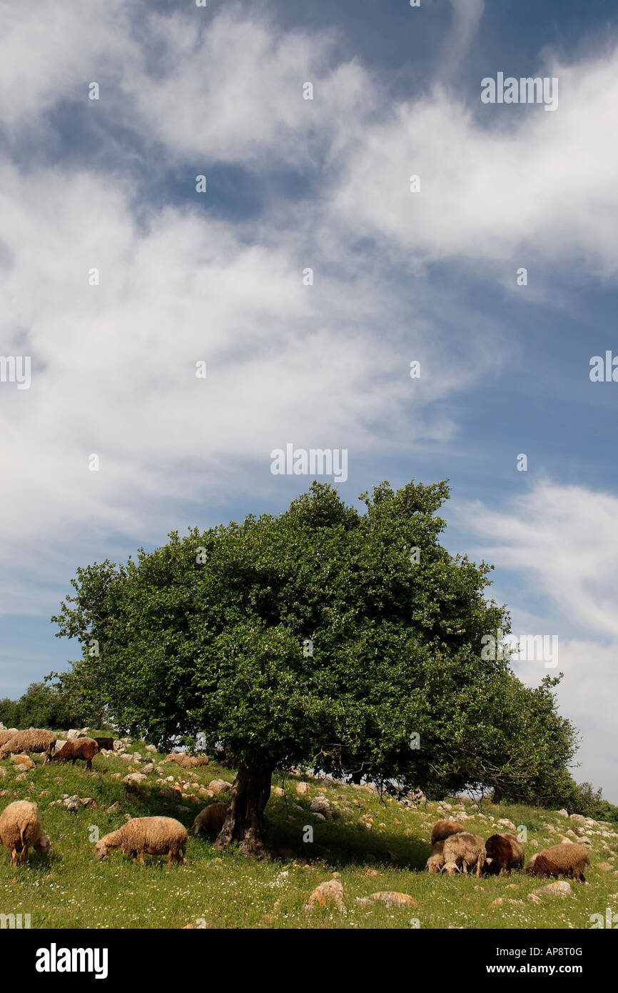 Styracaceae hi-res stock photography and images - Alamy