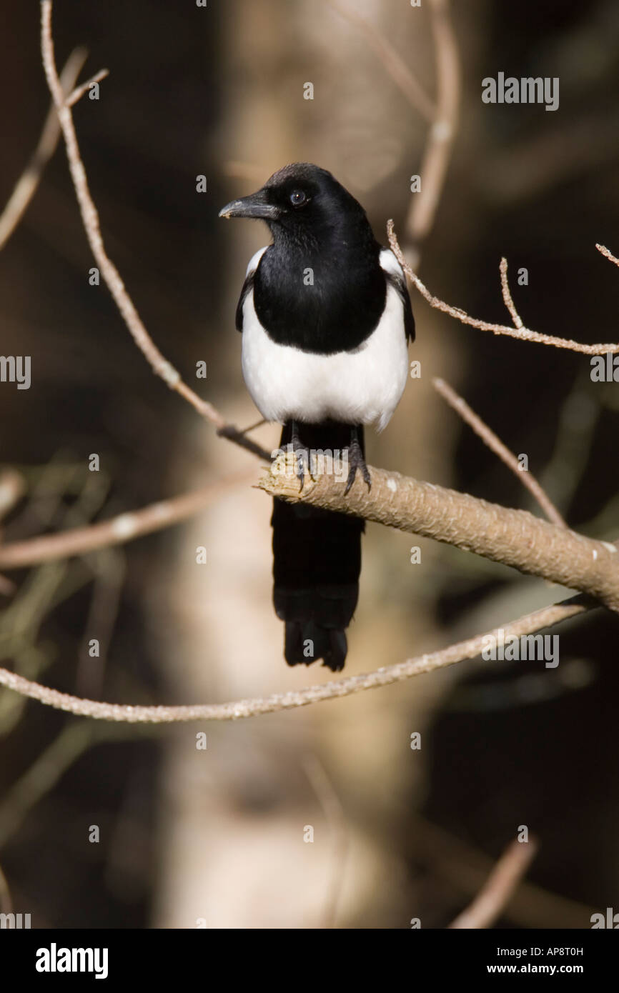 MAGPIE PICA PICA PERCHING IN TREE FRONT VIEW Stock Photo - Alamy