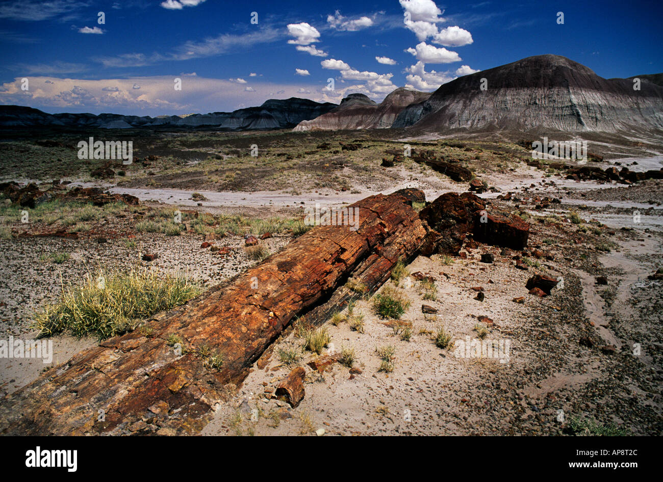 Fossilised tree stump hi-res stock photography and images - Alamy