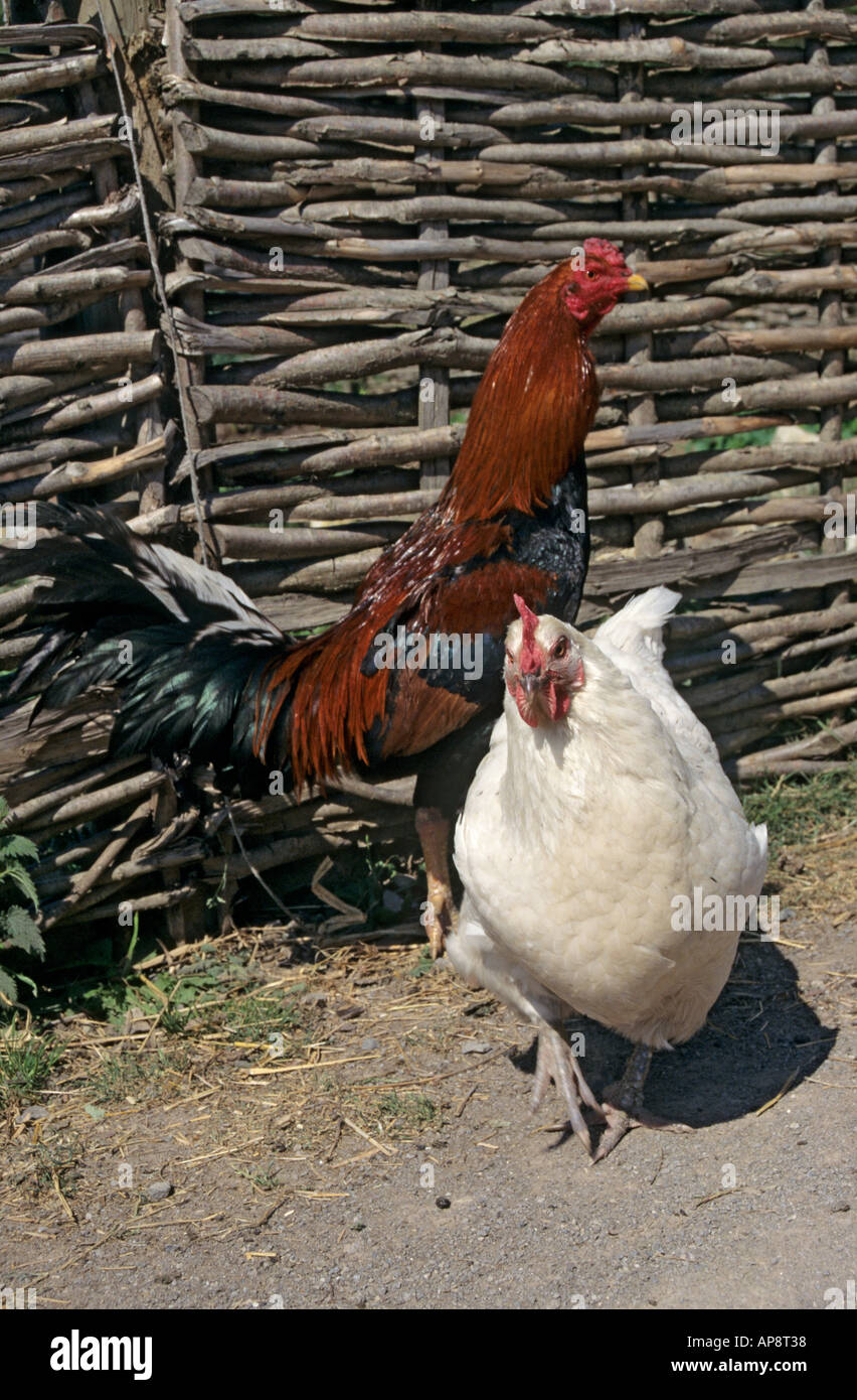 Cockerel and chicken standing in pen Wales UK Stock Photo - Alamy