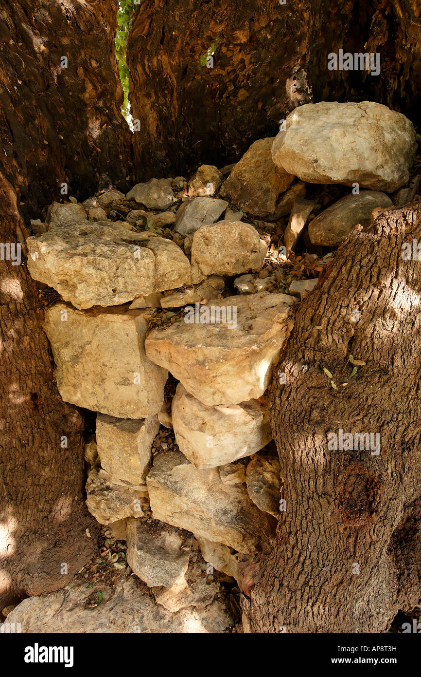 Palestine judea tree oak tree hi-res stock photography and images - Alamy