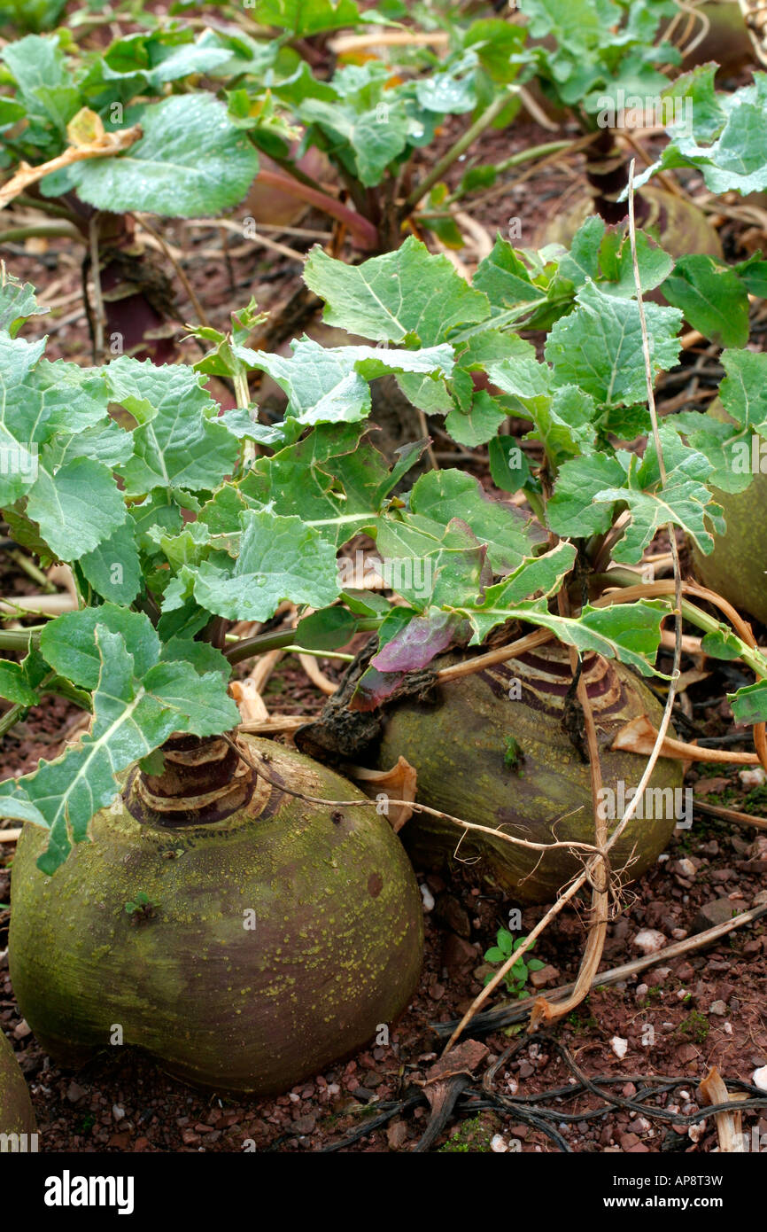 Swede winter root crop vegetable late January Stock Photo - Alamy