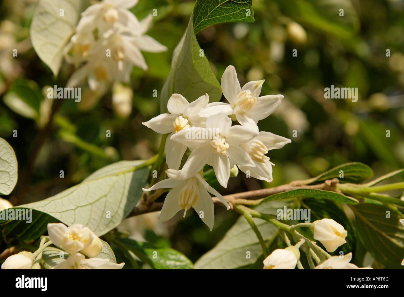 Israel the Lower Galilee Flowers of a Styrax tree Styrax Officinalis in ...