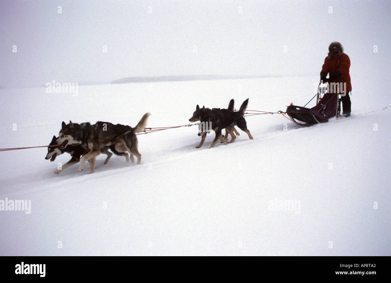 Strain dog hi-res stock photography and images - Alamy