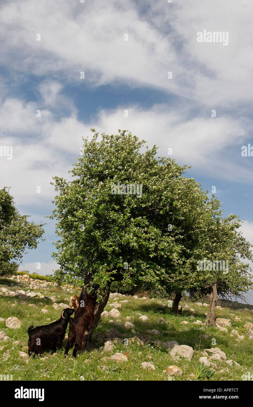 Styracaceae hi-res stock photography and images - Alamy