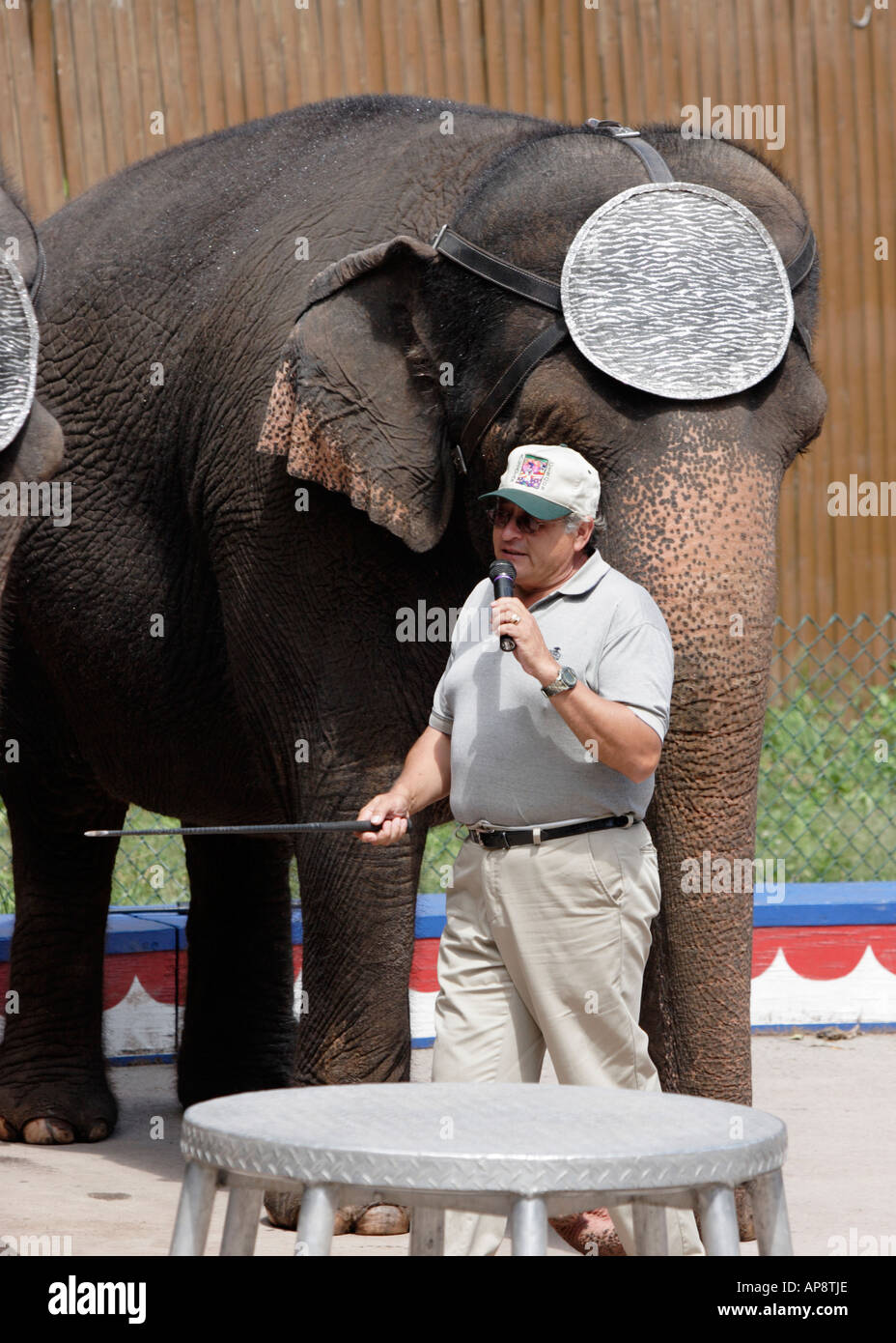 Elephant trick hi-res stock photography and images - Alamy