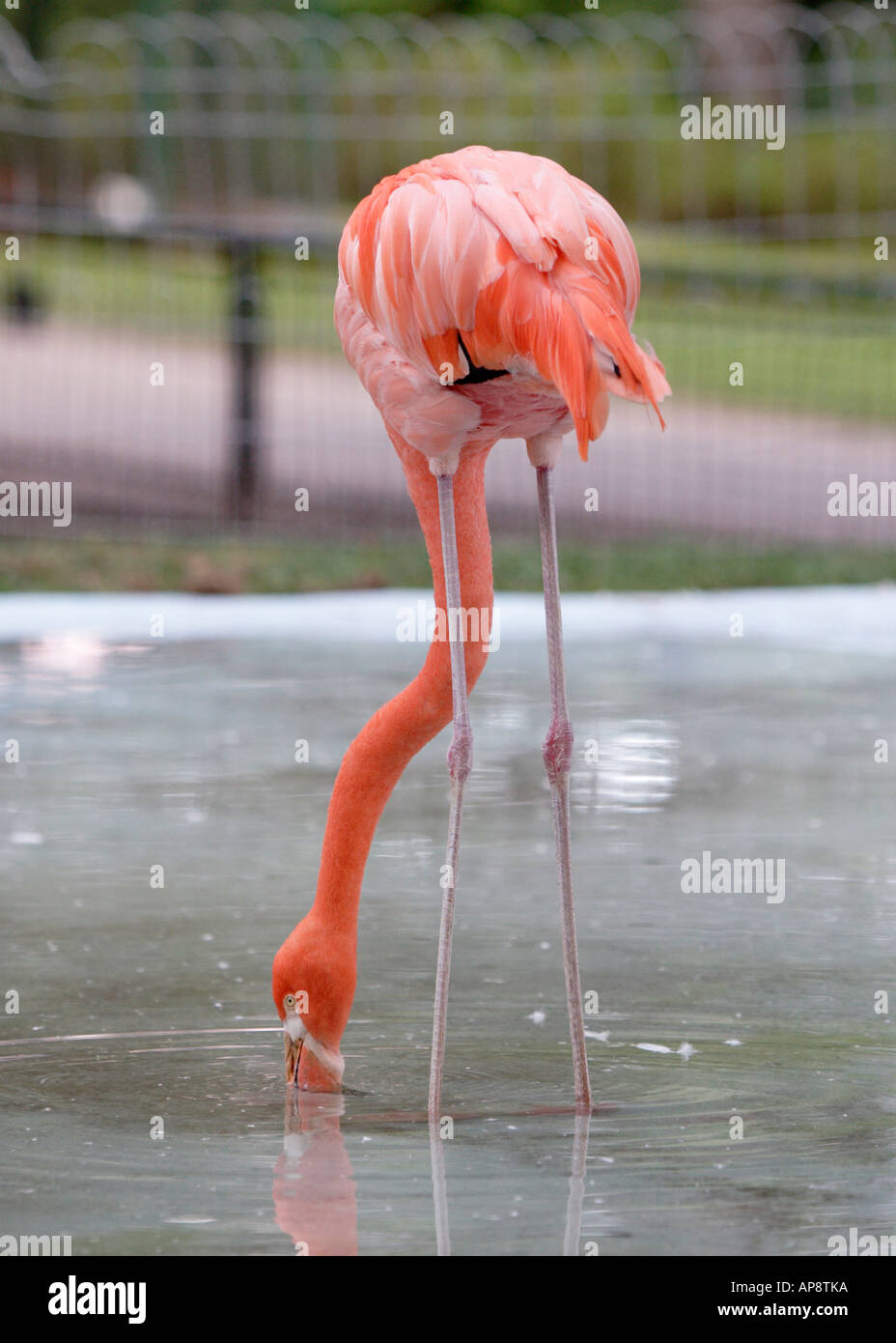 Flamingo taking a drink Stock Photo - Alamy