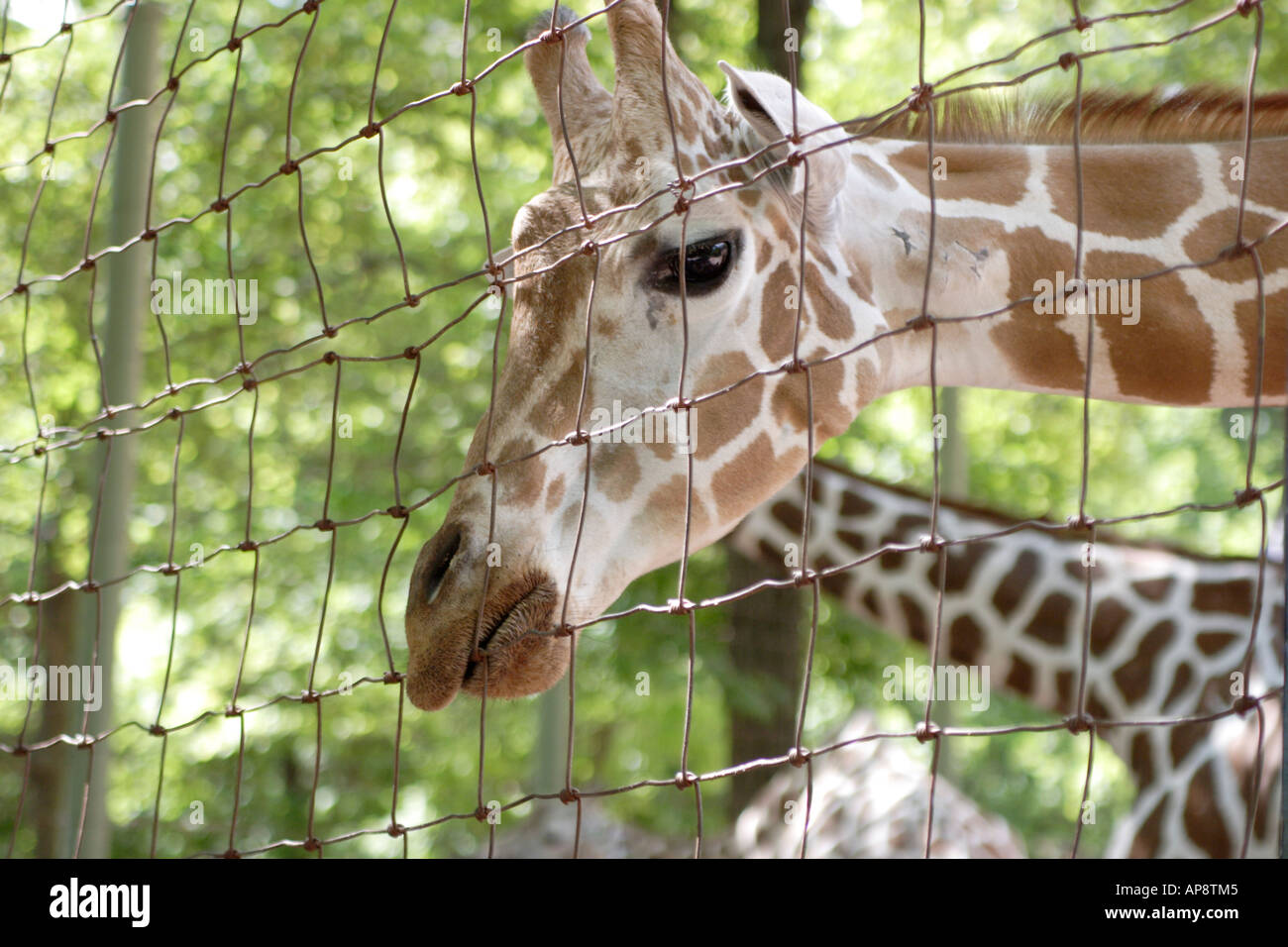 Zoo enclosure giraffe hi-res stock photography and images - Alamy