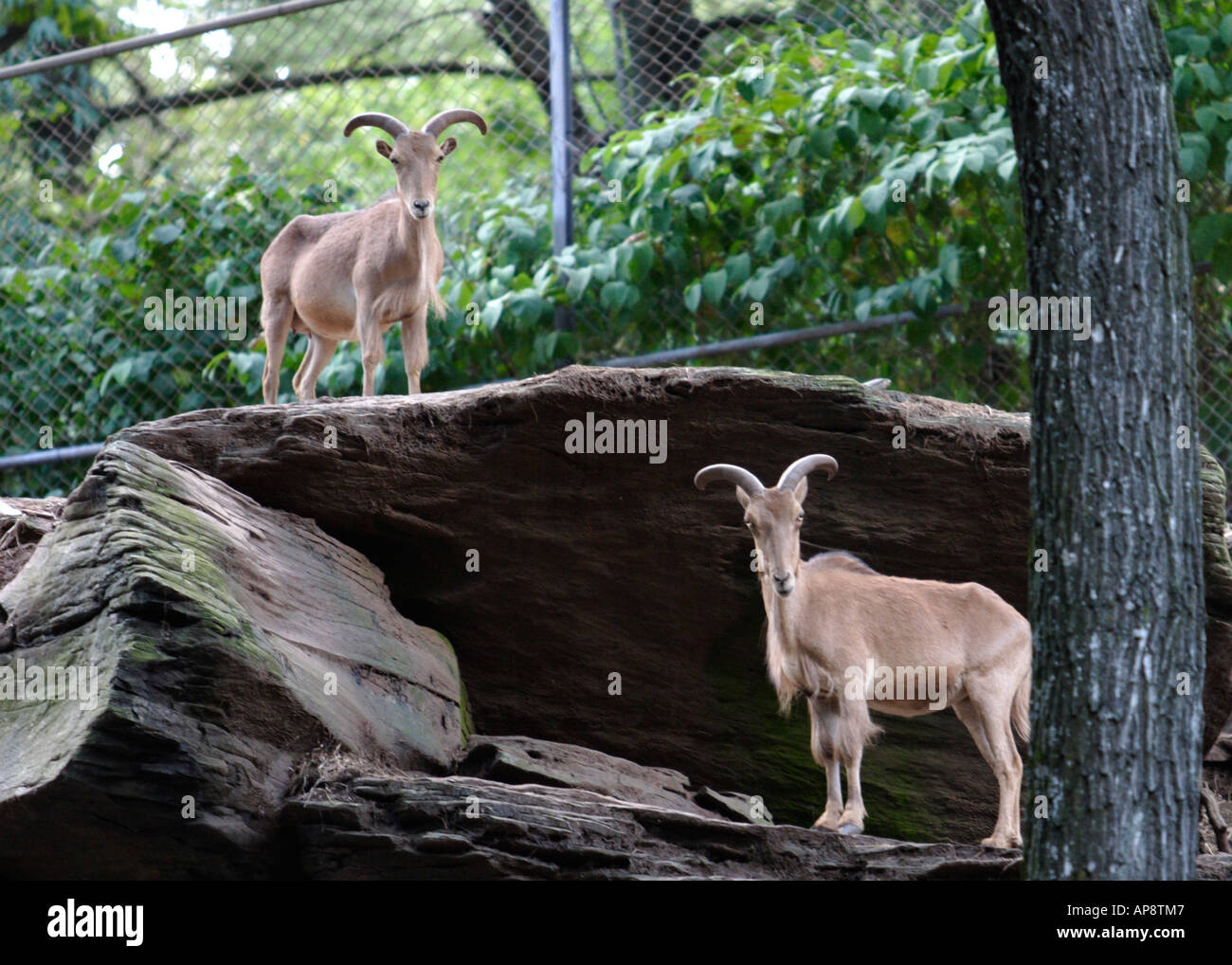 Aoudad sheep hi-res stock photography and images - Alamy