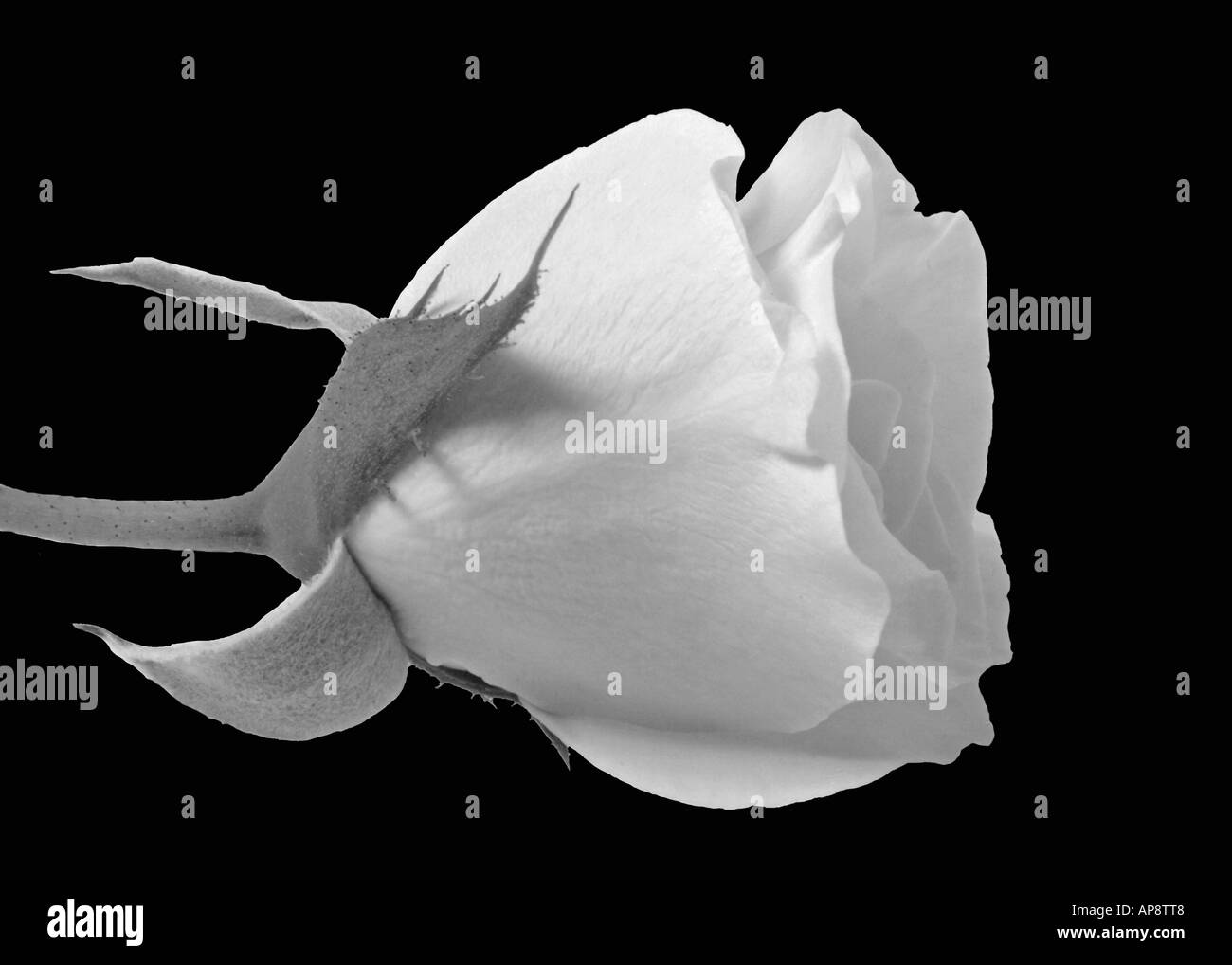 Rose on Black background in Monochrome Stock Photo - Alamy