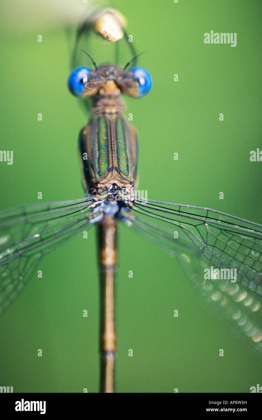 Dragonfly wiht blue eyes, Costa Rica Stock Photo - Alamy