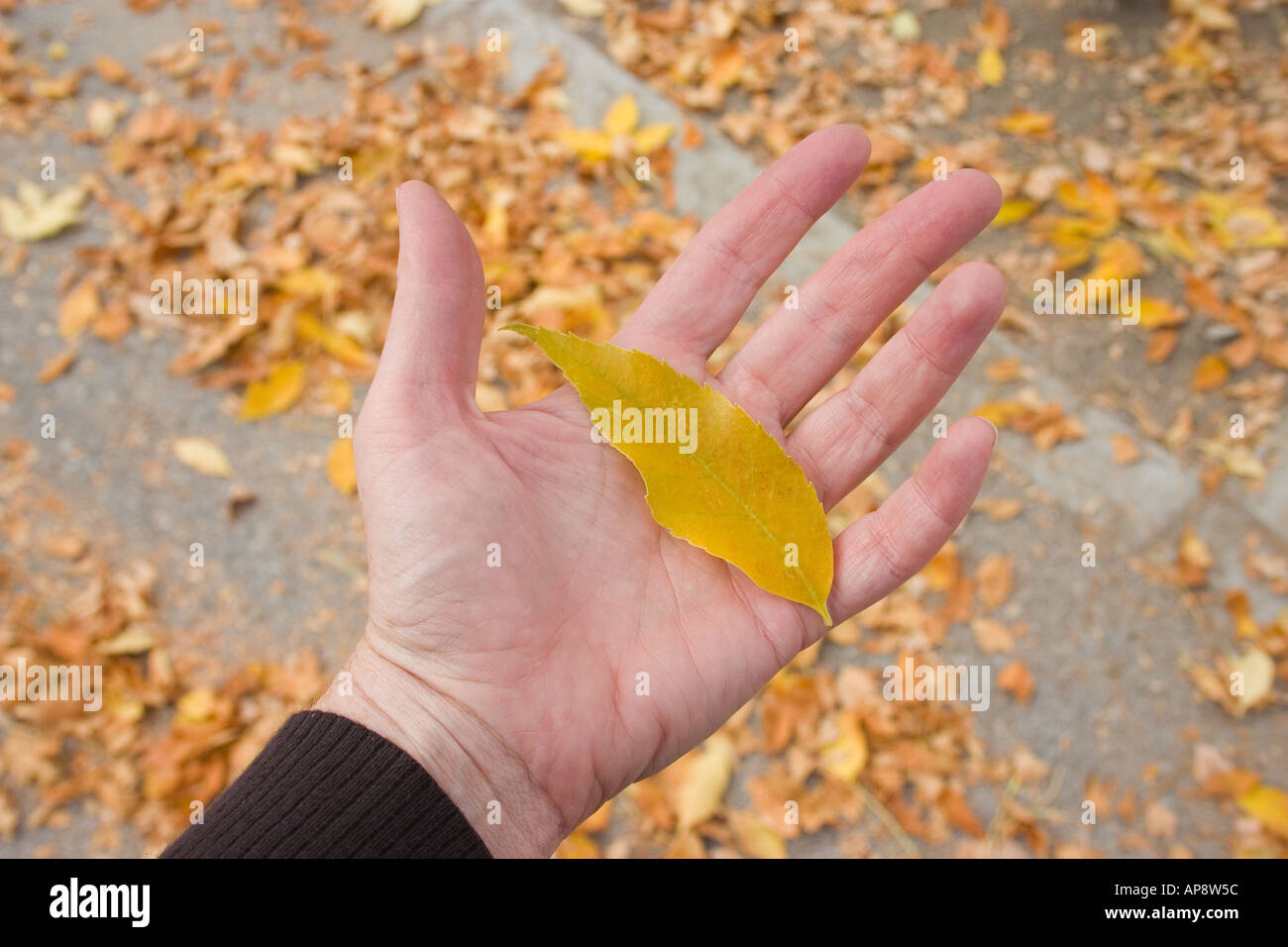 autumn leaf on hand Stock Photo - Alamy