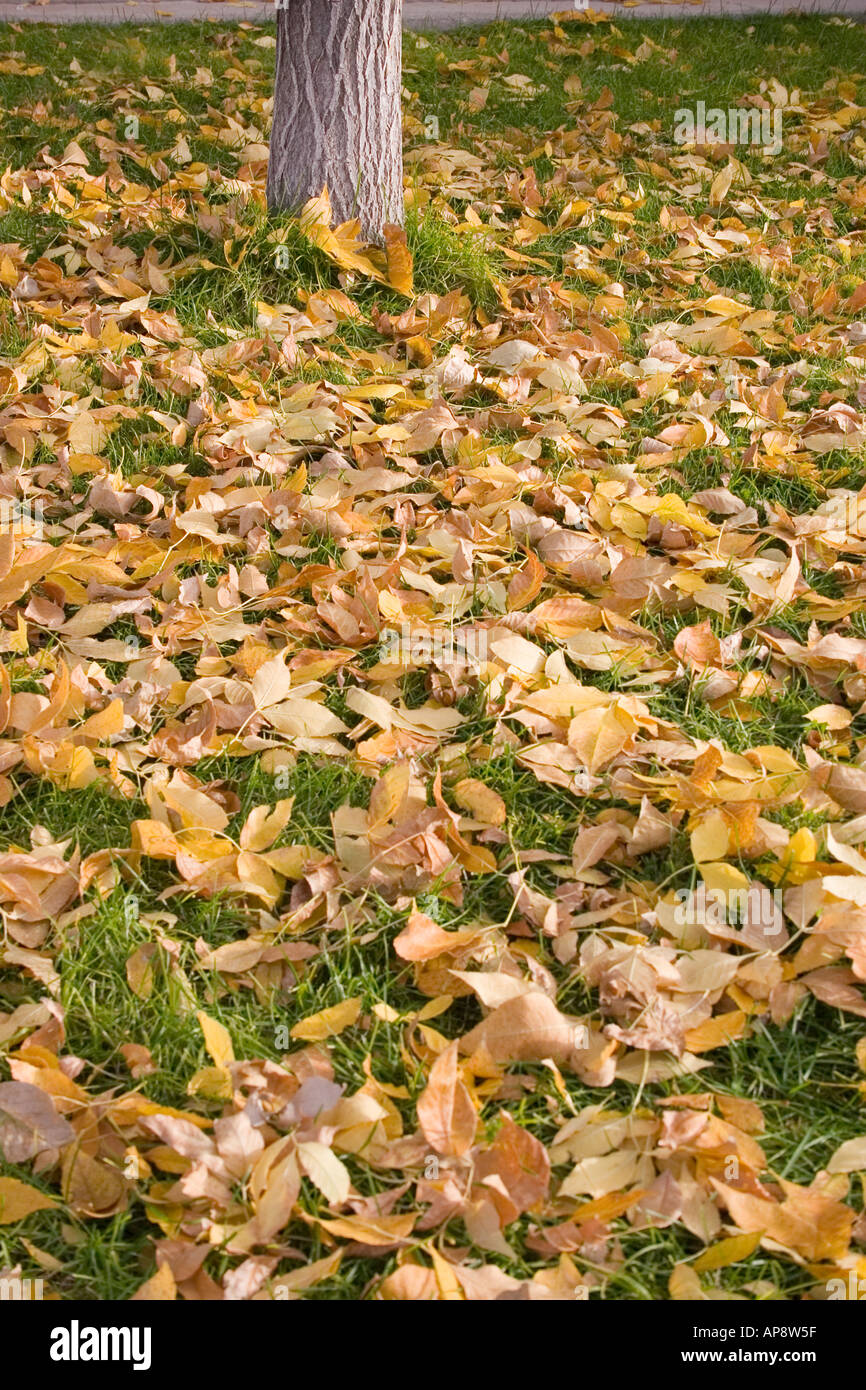 autumn leaves with base of tree vertical Stock Photo - Alamy