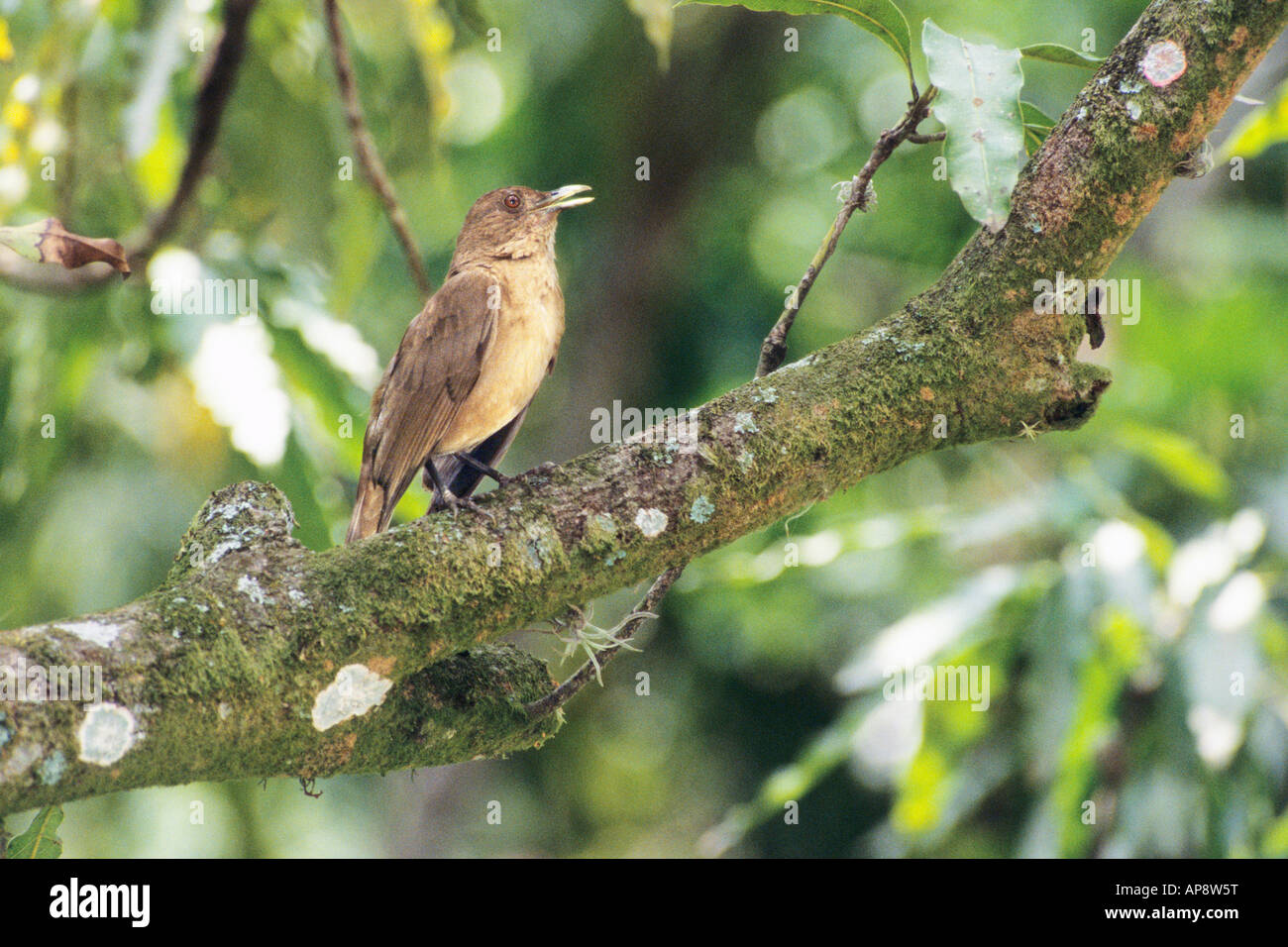 Clay-colored Robin or Thrush ( Turdus grayi ), National Bird of Costa ...