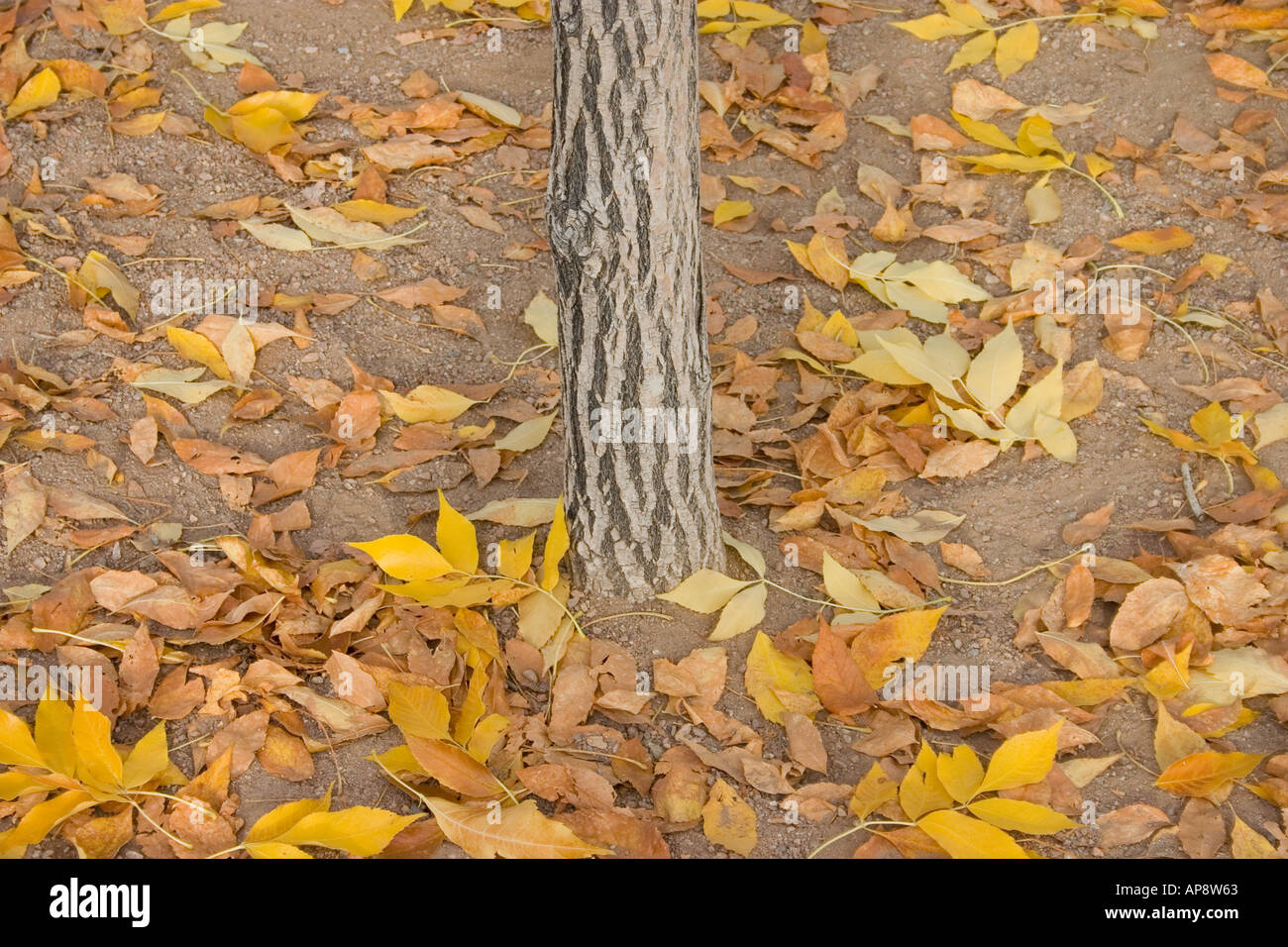 autumn leaves tree trunk Stock Photo - Alamy