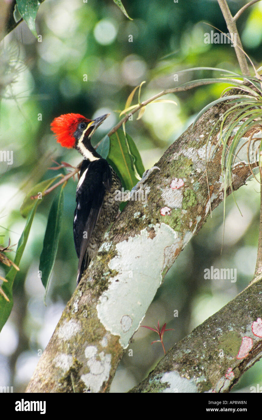 Lineated Woodpecker (Dryocopus lineatus) on rainforest tree, Costa Rica ...