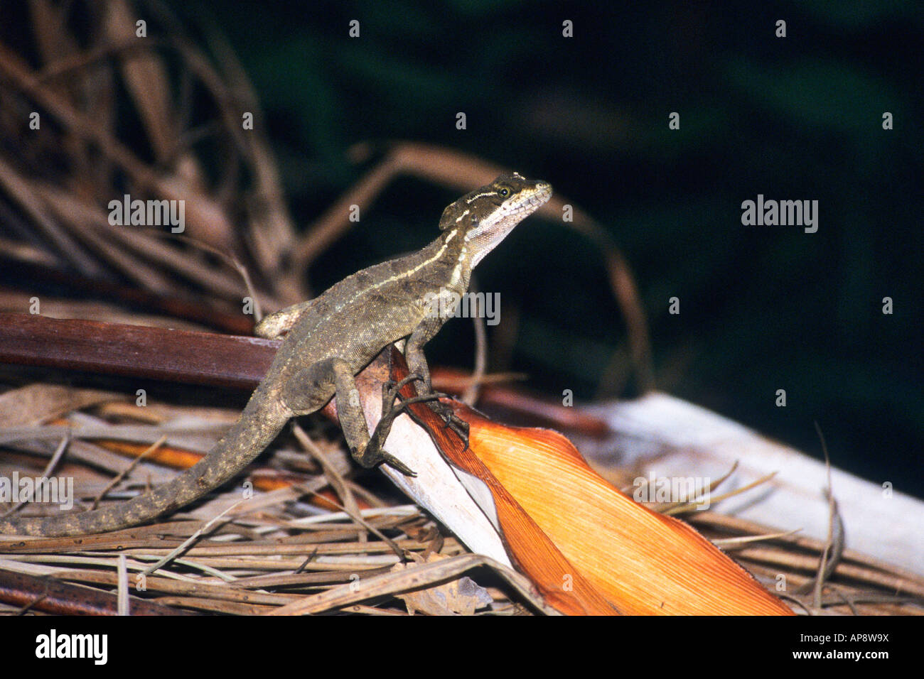 Female Basilisk lizard, Costa Rica Stock Photo - Alamy