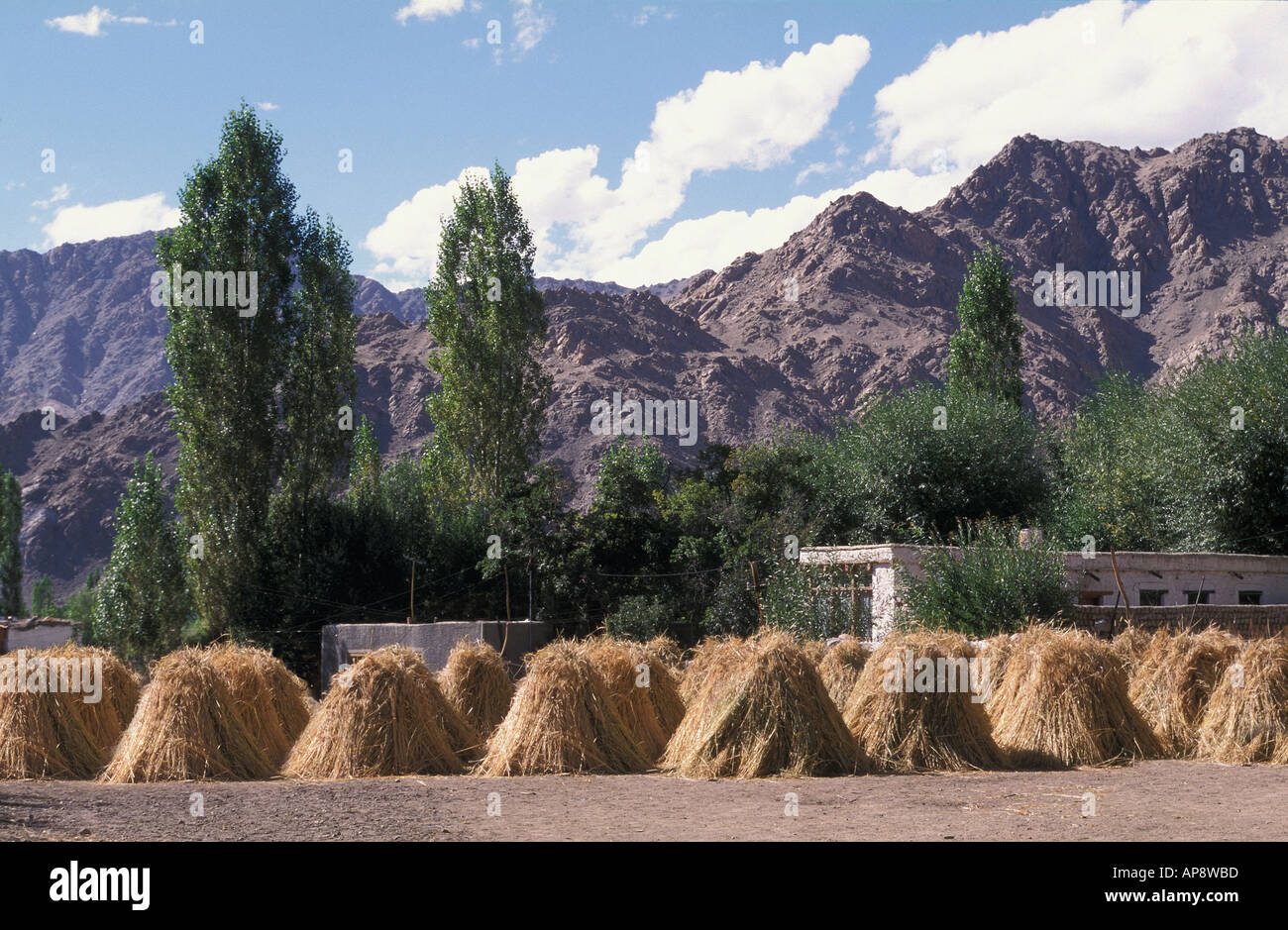 Sheaves of corn hi-res stock photography and images - Alamy