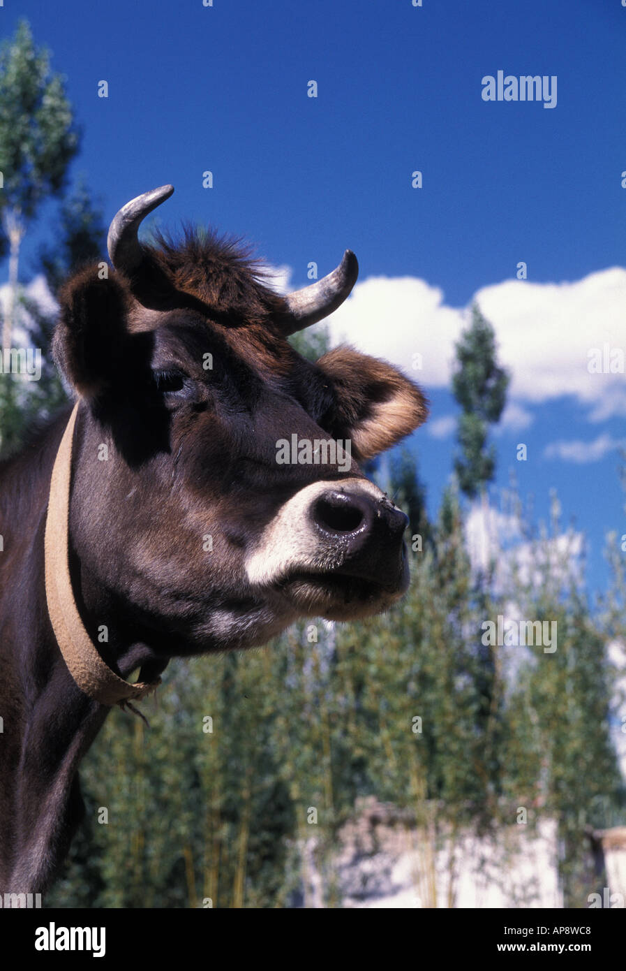 Dairy cow in Leh Ladakh India Stock Photo - Alamy