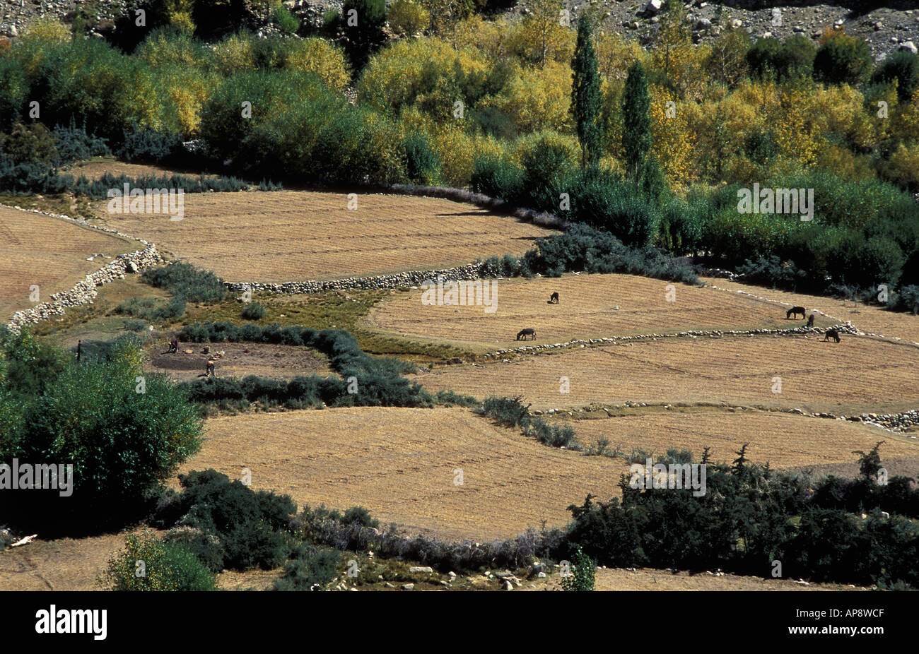 Elevated view of harvested fields in Ladakh India Stock Photo - Alamy