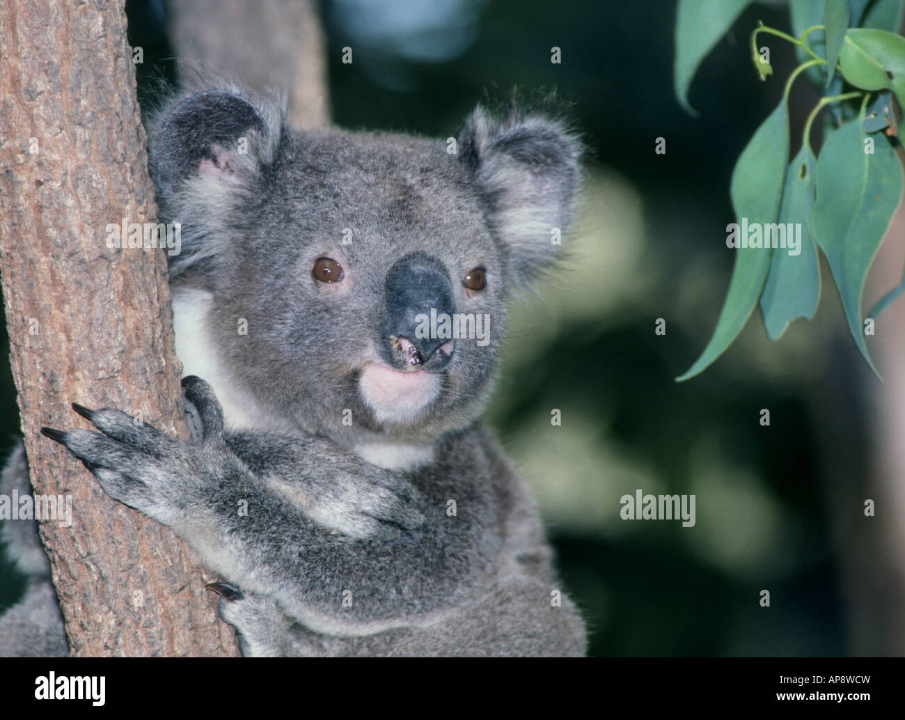 A portrait of a koala in a eucalyptus tree in the Austalian Outback ...